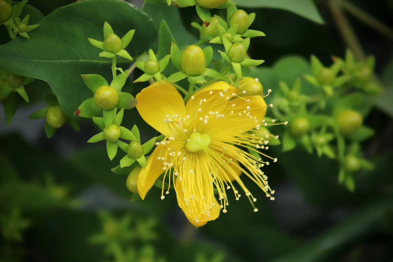 St. John's Wort - Health Benefits, Dosage, Safety – Augment Life